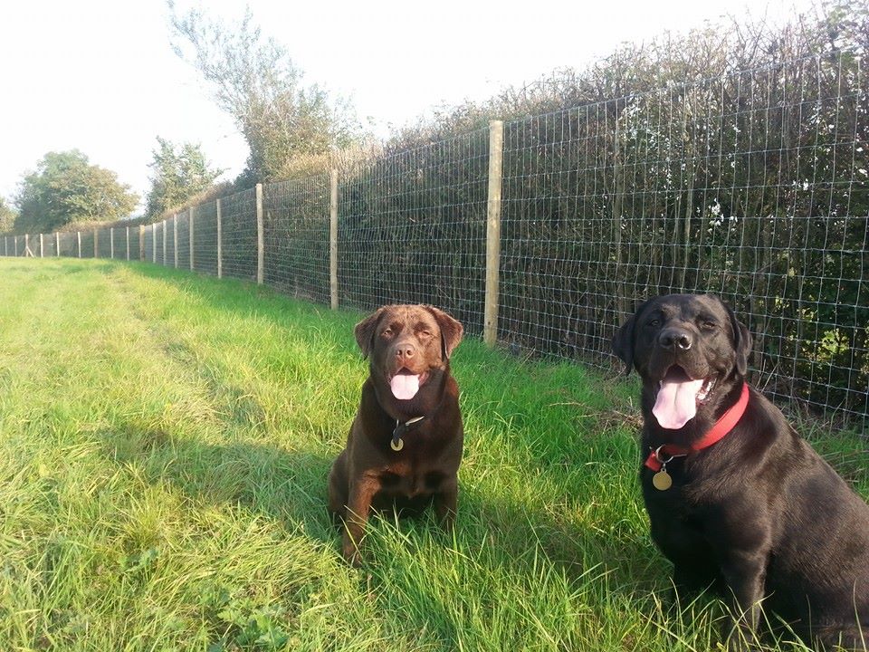About - Jenny Hunter Dog Training